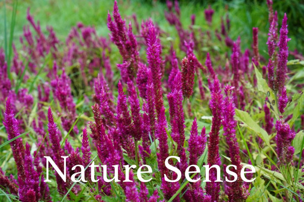 NATURE SENSE | Nature Sense
